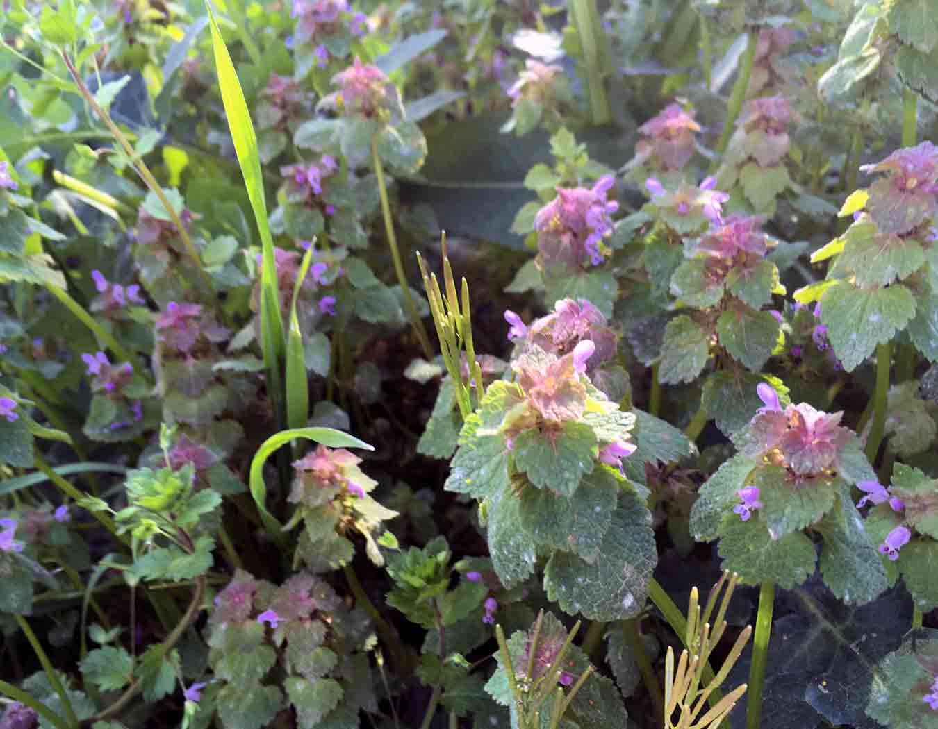 Ortiga roja (Lamium purpureum) - Regeneración de suelos